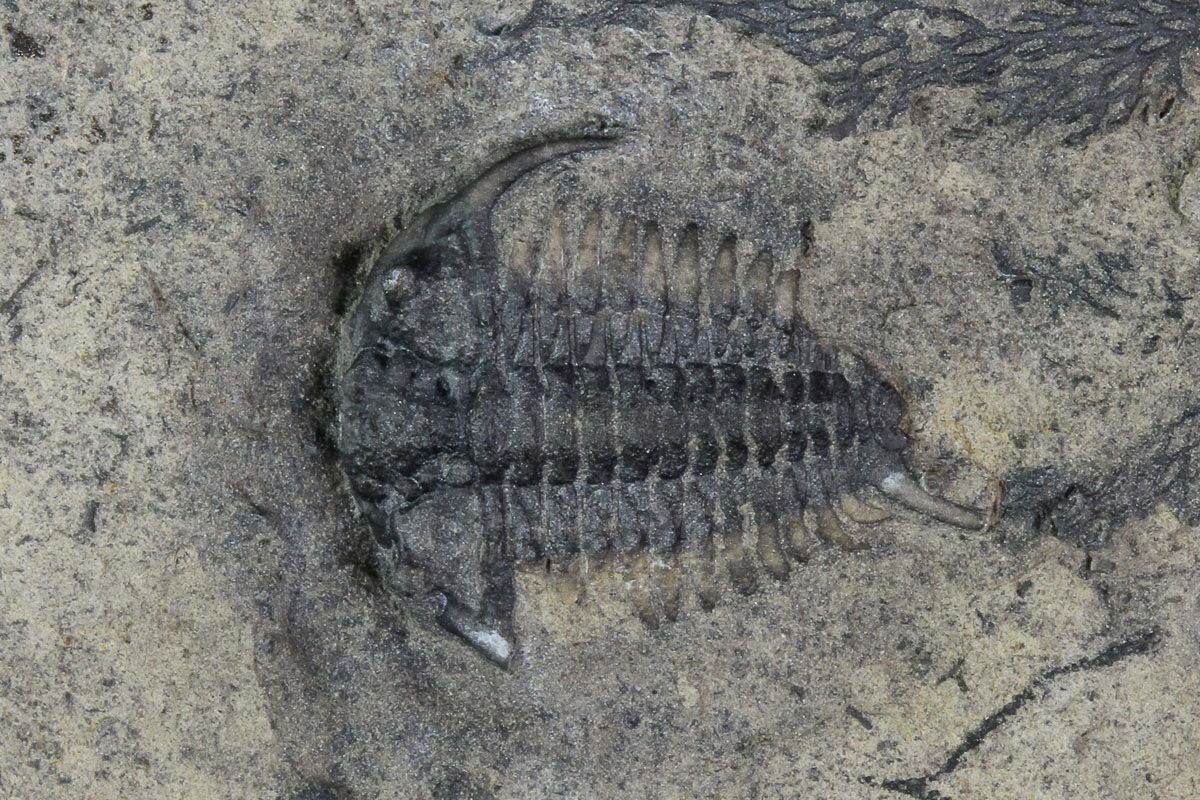 Bargain, .65" Ceraurus Trilobite - Walcott-Rust Quarry, NY (#96021) For ...