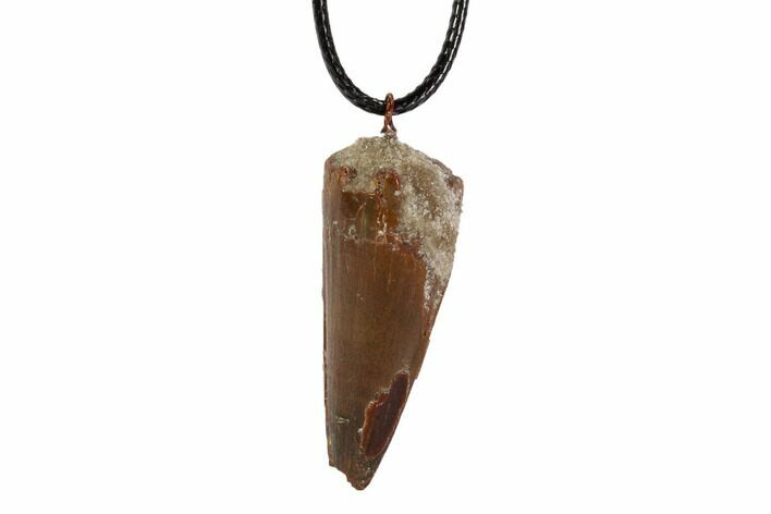 Real Spinosaurus Tooth Necklace - Dinosaur Tooth (#96072) For Sale ...