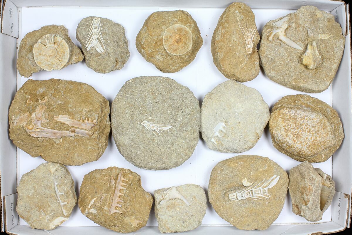 Flat: Cretaceous Marine Vertebrate Fossils - 14 Pieces For Sale (#96114 ...