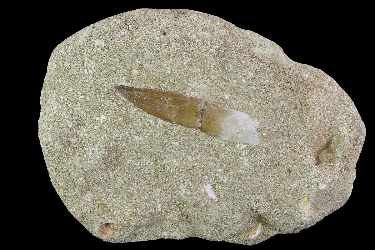 2.2" Fossil Plesiosaur (Zarafasaura) Tooth In matrix - Morocco (#95106 ...