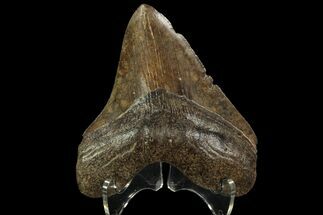 Megalodon Size: How Big Was The Megalodon Shark? - FossilEra.com