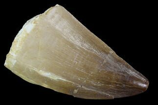 Mosasaurus & Mosasaurs - FossilEra.com