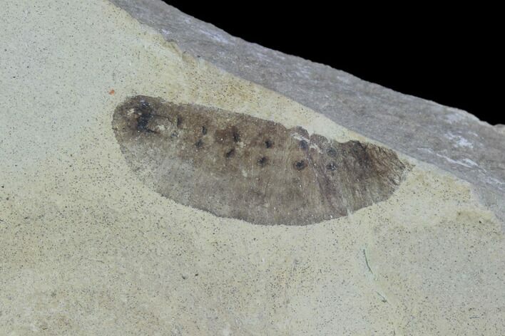 .61" Fossil Insect Larva - Green River Formation, Utah (#97462) For ...