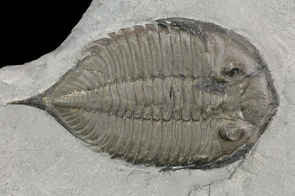 2.65" Dalmanites Trilobite Fossil - New York (#99022) For Sale ...