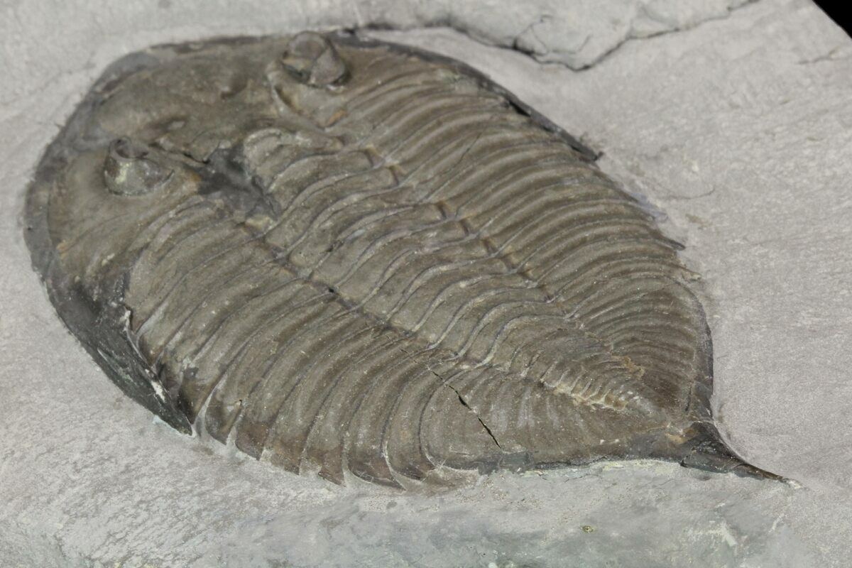 2.65" Dalmanites Trilobite Fossil - New York (#99022) For Sale ...