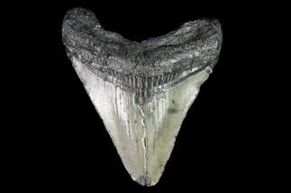 Megalodon Size: How Big Was The Megalodon Shark? - FossilEra.com