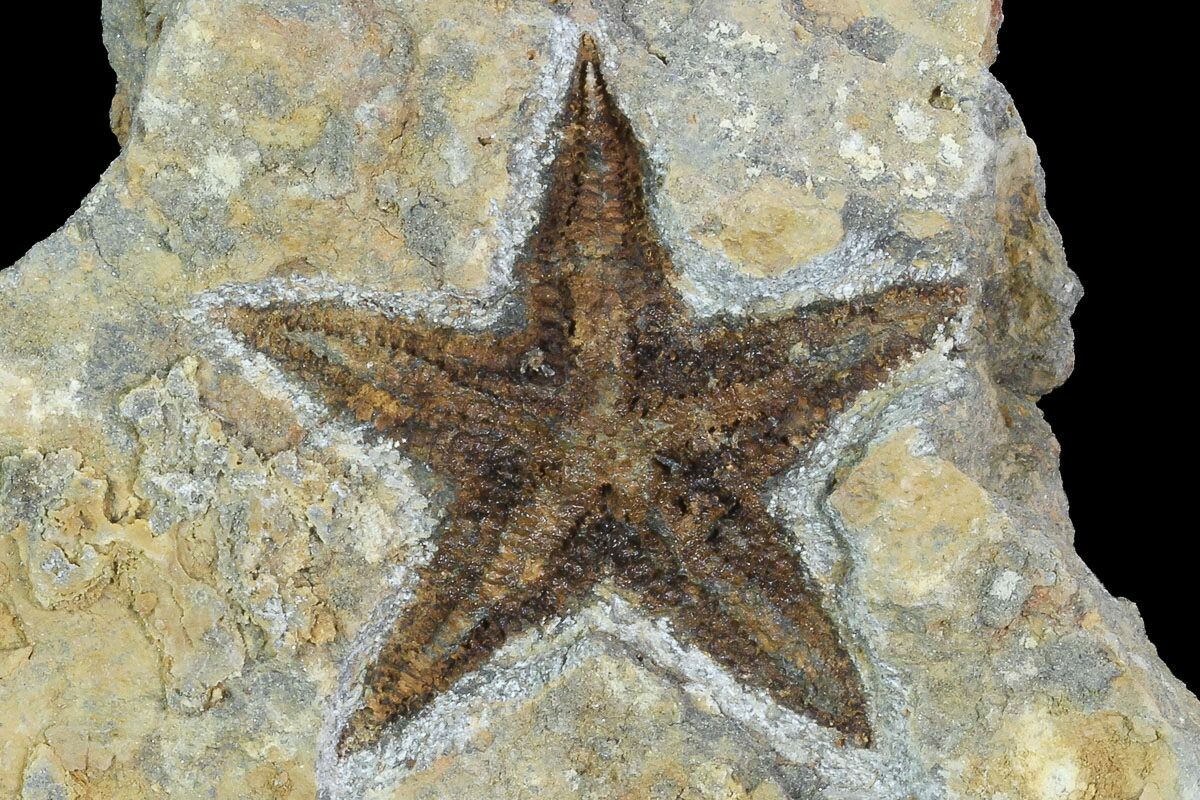 1.9" Ordovician Starfish (Petraster?) Fossil - Morocco (#100077) For ...