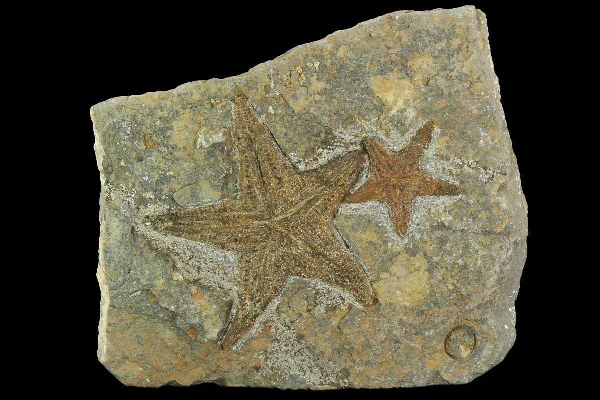 Starfish (Petraster?) Fossil Multiple Plate - Ordovician (#100084) For ...