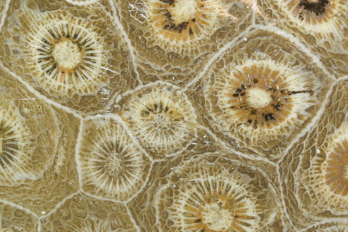 2.9" Polished Fossil Coral (Actinocyathus) - Morocco (#100639) For Sale ...