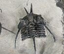 Double "Devil Horn" Cyphaspis Trilobite (#7147) For Sale - FossilEra.com
