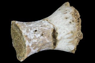 Phytosaur Fossils For Sale - FossilEra.com