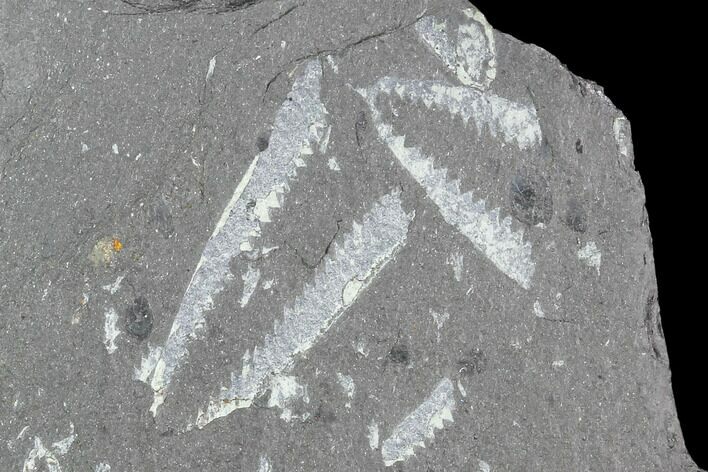 2.9" Fossil Graptolite Cluster (Didymograptus) - Great Britain (#103448 ...