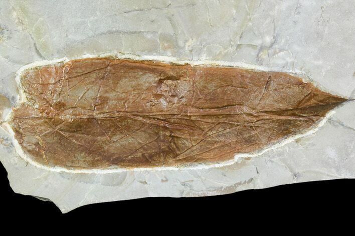 3.8" Fossil Leaf (Prunus) - Montana (#105170) For Sale - FossilEra.com