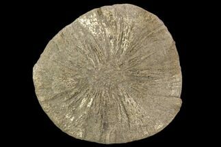 Pyrite Suns For Sale - FossilEra.com