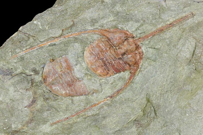 2.1" Lonchodomas (Ampyx) Trilobite - Morocco For Sale (#105878 ...