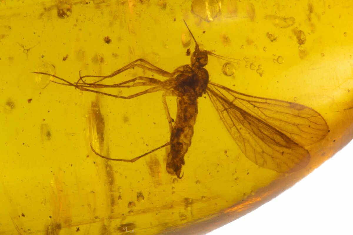 Cretaceous Fossil Mosquito (Culicidae) in Amber - Myanmar For Sale ...