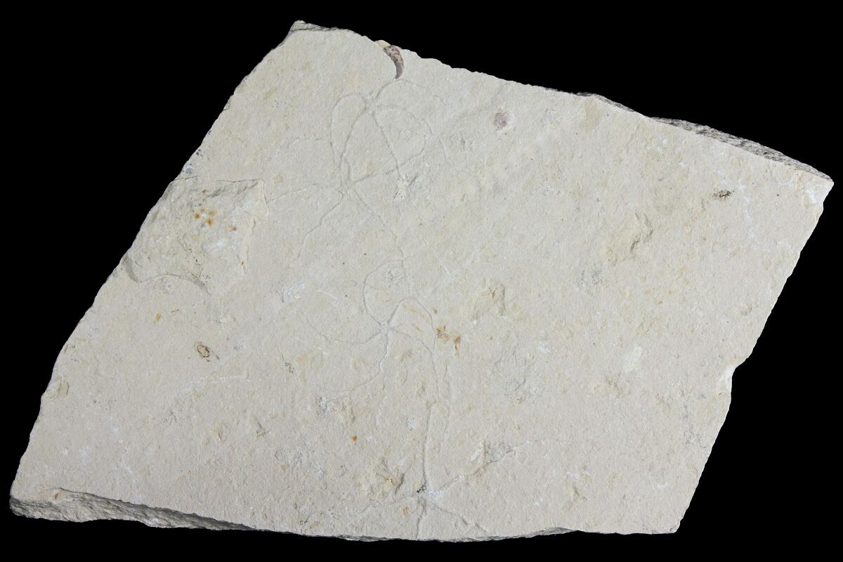 Cluster of Cretaceous Brittle Star (Geocoma) Fossils - Lebanon (#106172 ...