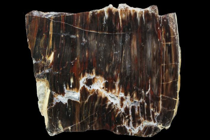 4.1" Polished Petrified Wood Slab - Oregon (#106371) For Sale ...