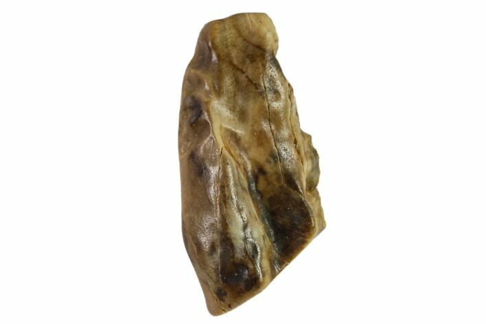 .67" Ceratopsid Tooth - Montana (#106874) For Sale - FossilEra.com