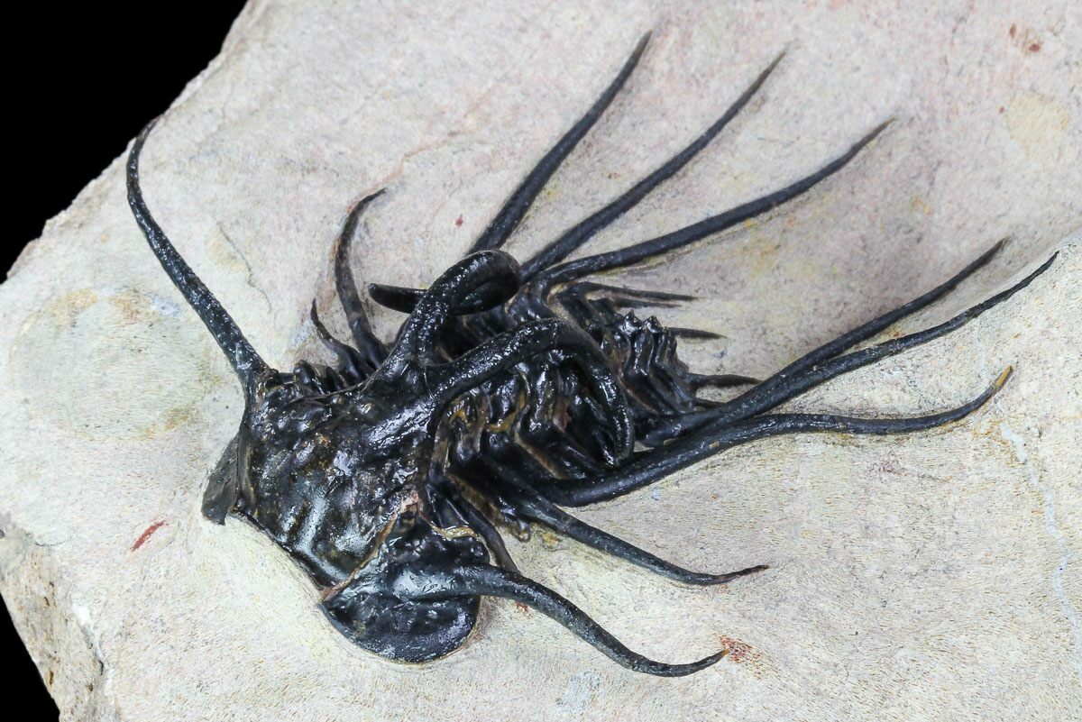 2.6" Dicranurus Trilobite - Atchana, Morocco For Sale (#106978 ...