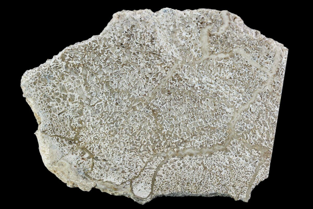 4.4" Polished Dinosaur Bone (Gembone) Section - Morocco (#107027) For ...