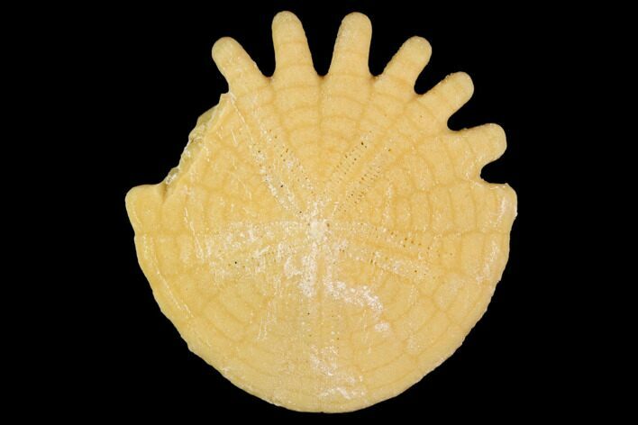 Bargain - 1.4" Fossil Sand Dollar (Heliophora) - Boujdour, Morocco ...