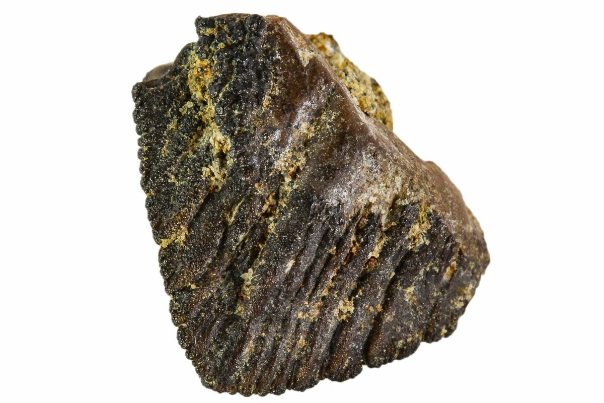 .47" Fossil Pachycephalosaur Tooth - Montana (#108155) For Sale ...