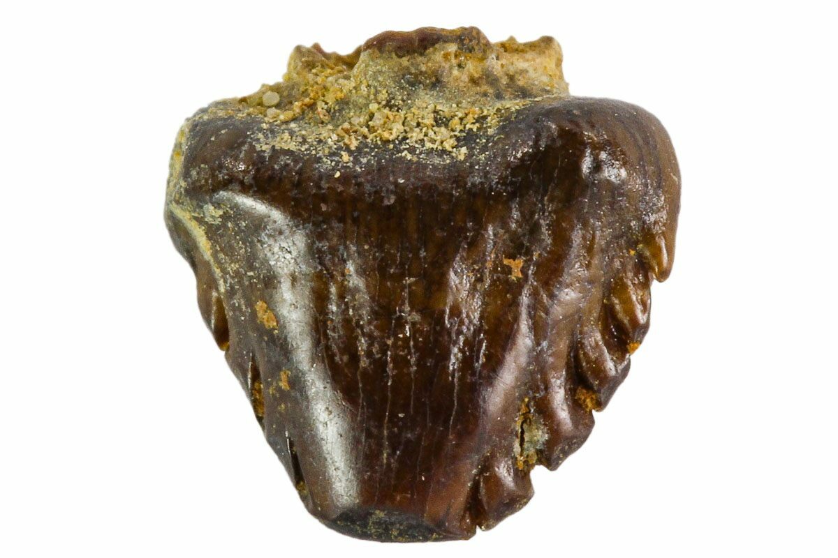 .24" Fossil Pachycephalosaur Tooth - Montana (#108180) For Sale ...