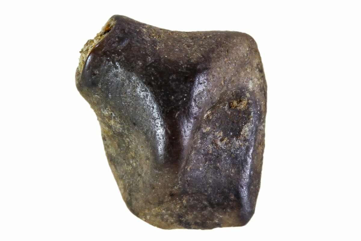 Bargain, .25" Fossil Ankylosaur Tooth - Montana (#108149) For Sale ...