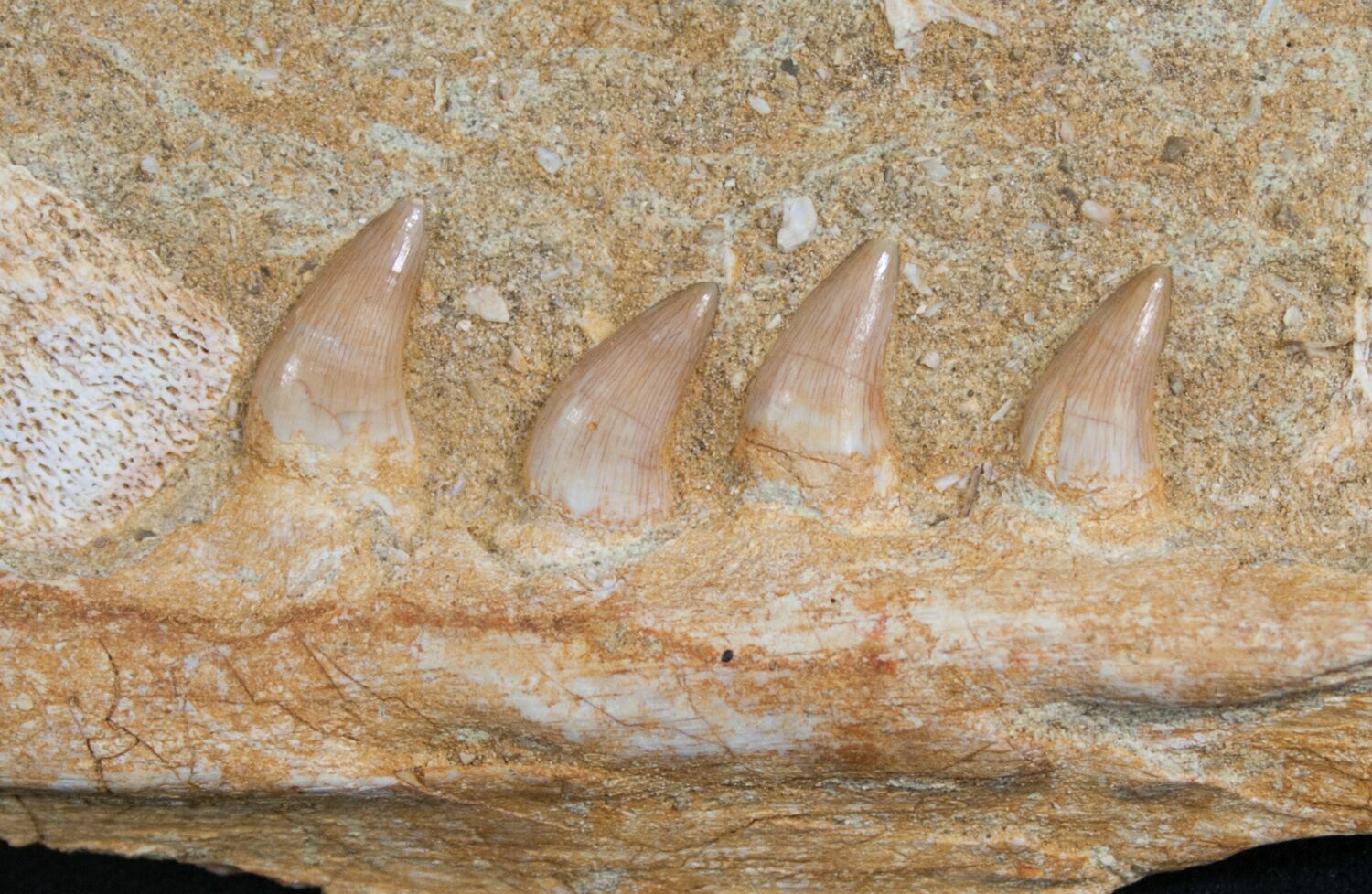 Halisaurus (Mosasaur) Jaw Section With 4 Teeth (#7819) For Sale ...