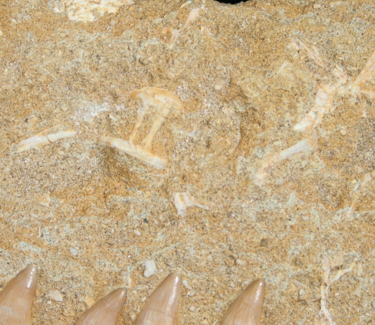 Halisaurus (Mosasaur) Jaw Section With 4 Teeth (#7819) For Sale ...