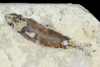 Fossil Flying Fish (Exocoetoides) From Lebanon For Sale (#9023 ...