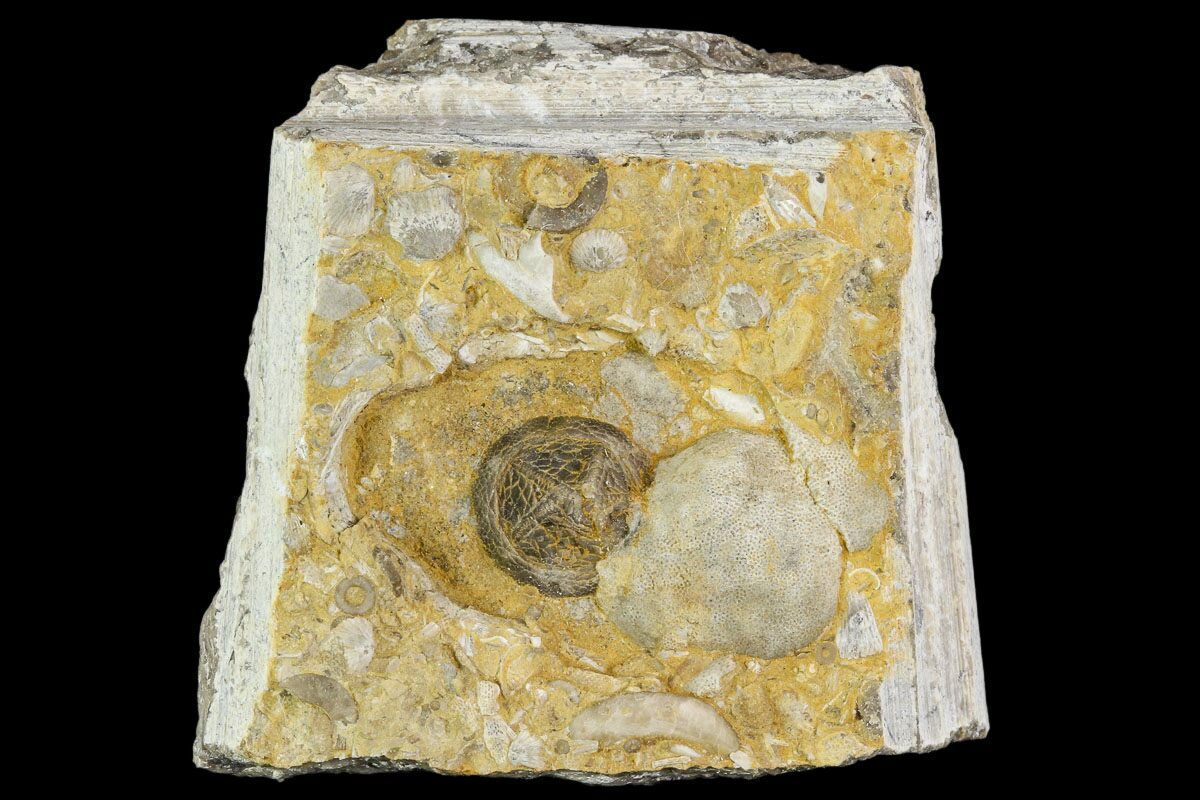 .3" Edrioasteroid (Isorophusella) - Ontario (#110545) For Sale ...
