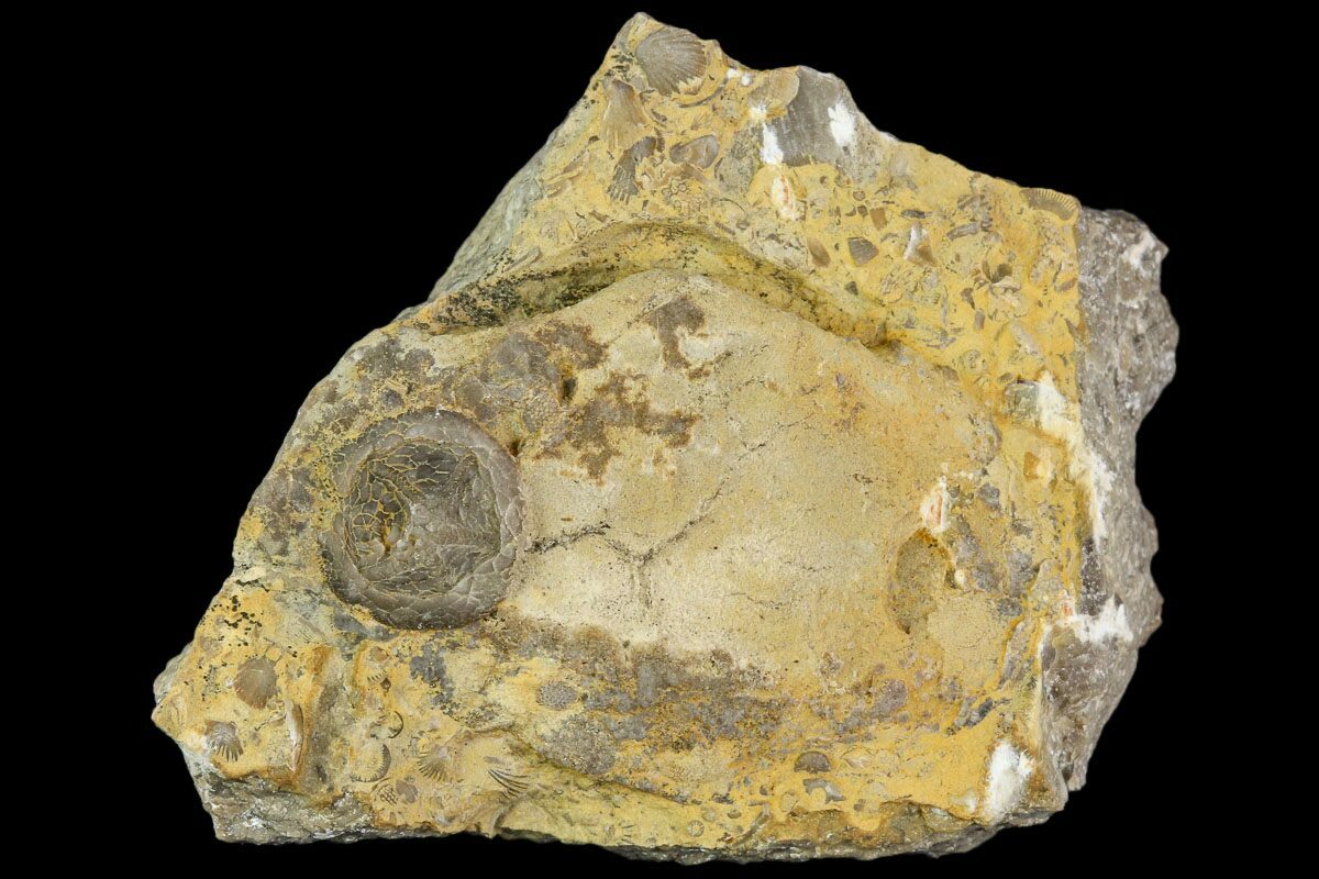 .3" Edrioasteroid (Isorophusella) - Ontario (#110546) For Sale ...