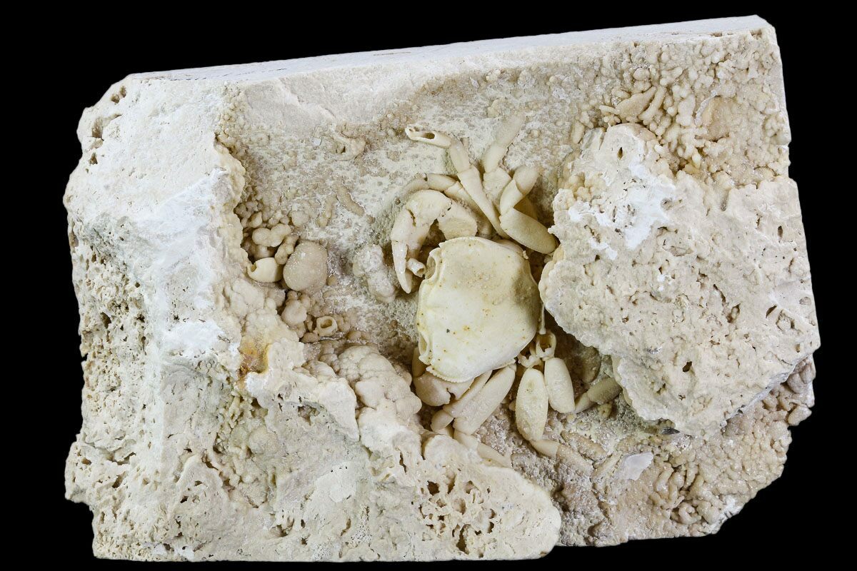 3.1" Fossil Crab (Potamon) Preserved in Travertine - Turkey (#112347 ...