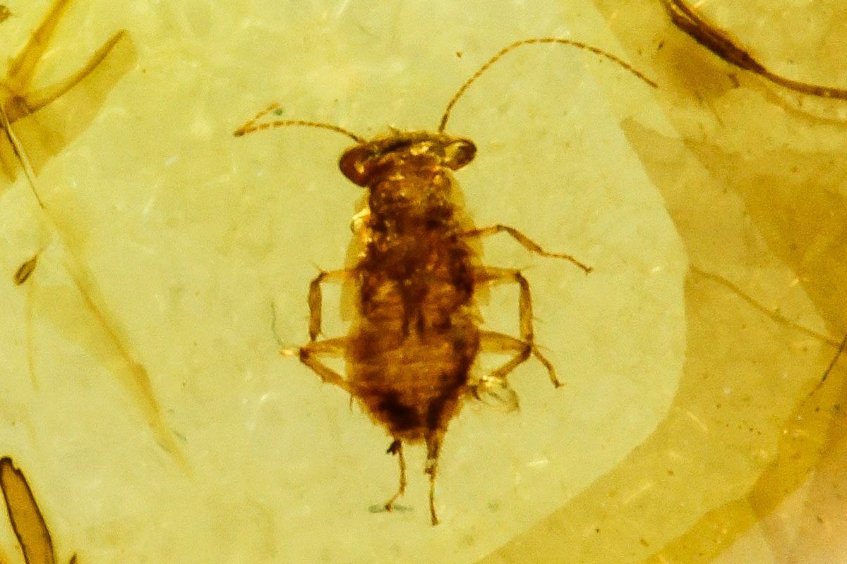 Fossil Earwig Larva (Dermaptera) In Amber - Myanmar For Sale (#112589 ...