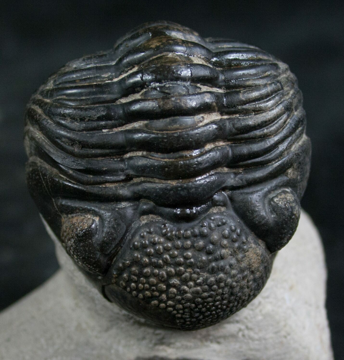 Bargain Phacops Trilobite From Morocco - 2.5" (#7957) For Sale ...