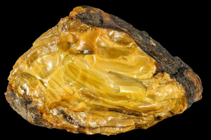 4.3" Kansas Amber (Jelinite) Specimen "Holy Grail Of Kansas Minerals ...
