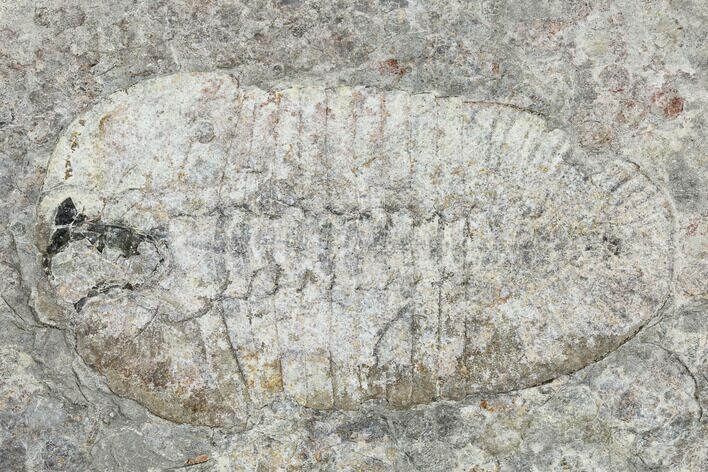 2.8" Bathyuriscus Fimbiatus Trilobite With Cheeks - Utah (#114178) For ...