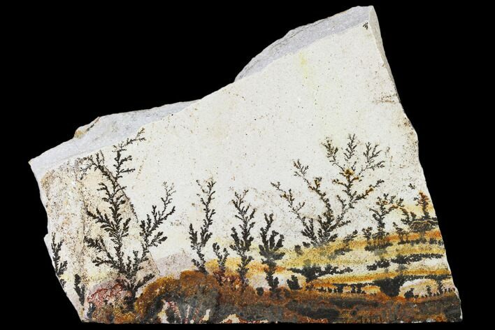 7.7" Dendritic Limestone Section - Utah (#114432) For Sale - FossilEra.com