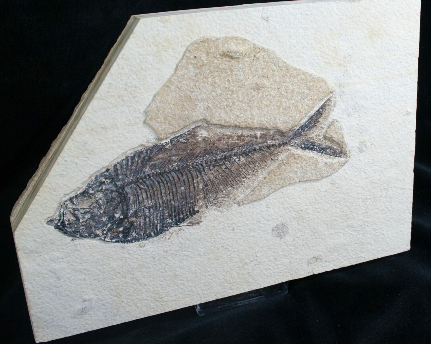 6.7" Diplomystus Fossil Fish - Wyoming (#8024) For Sale - FossilEra.com