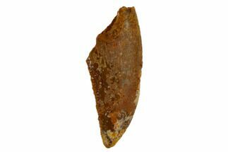 Raptor Claw and Toe Bone - Great Preservation For Sale (#5172 ...