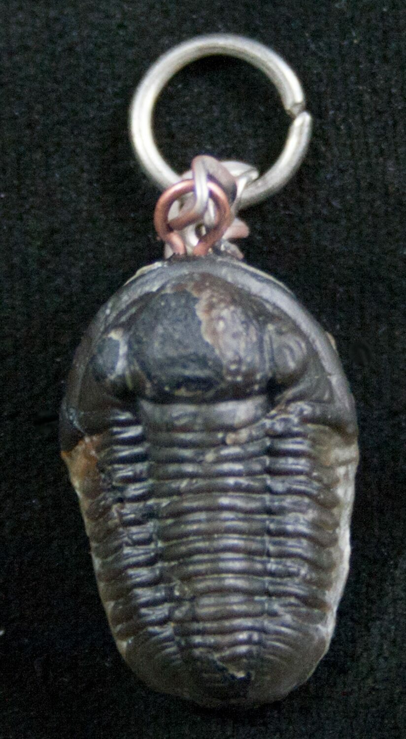 Authentic Gerastos Trilobite Fossil Pendant (#8120) For Sale ...