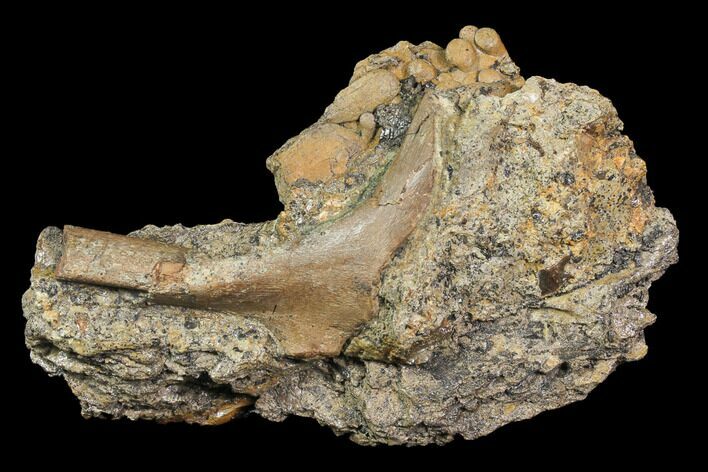 4.3" Fossil Bone Section In Matrix - Aguja Formation, Texas (#116561 ...