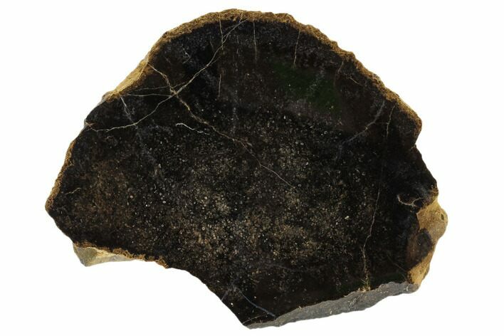 4.6" Cretaceous Tree Fern (Tempskya) - Idaho (#117115) For Sale ...