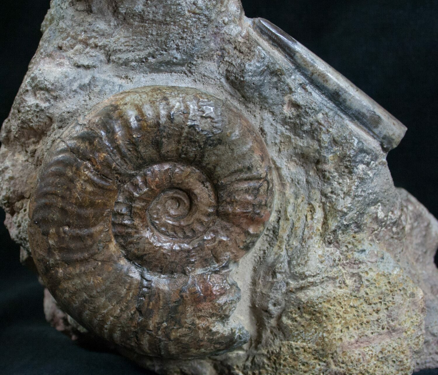 Lytoceras Ammonite Sculpture From France - 9" For Sale (#8211 ...
