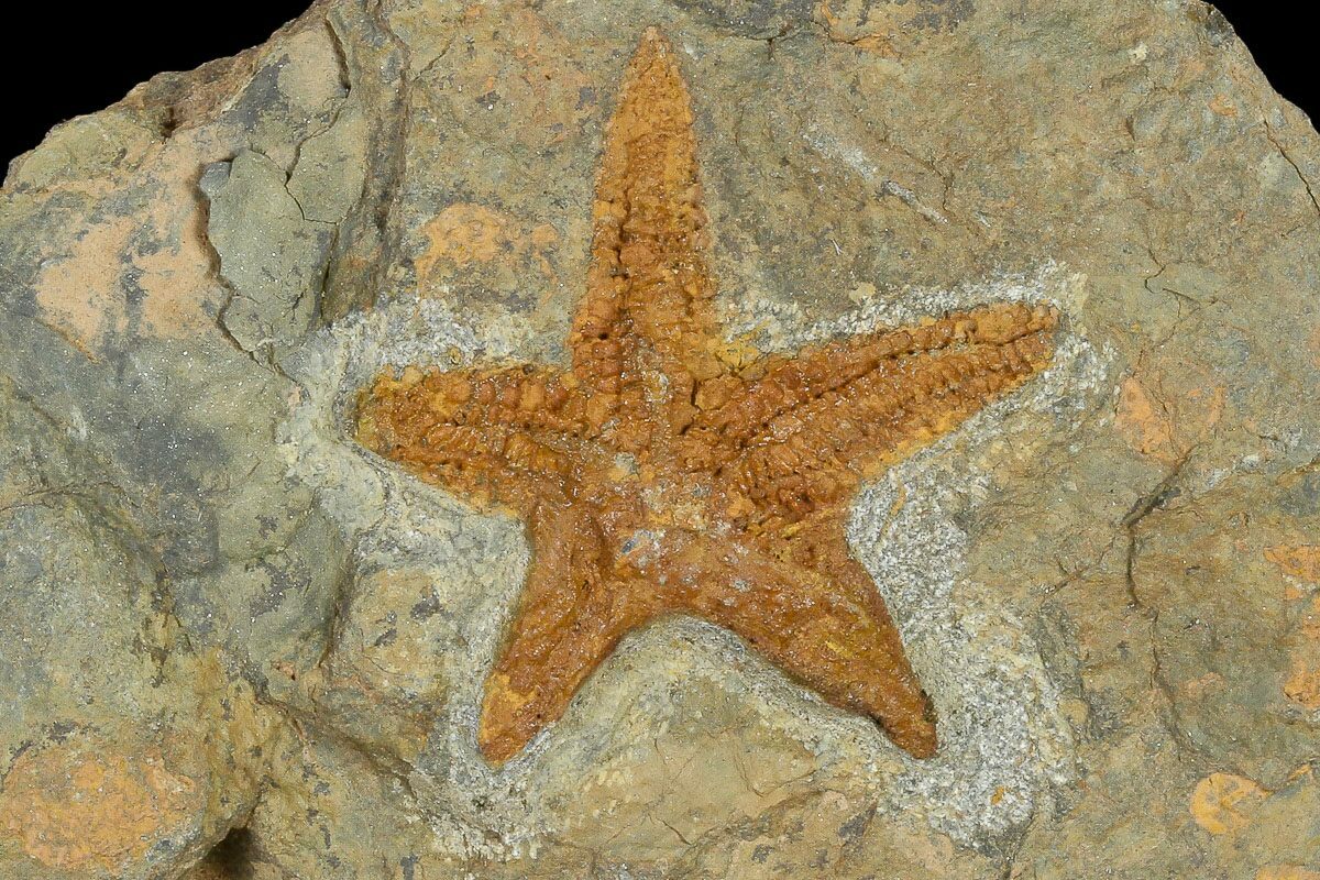1.85" Ordovician Starfish (Petraster?) Fossil - Morocco (#118060) For ...