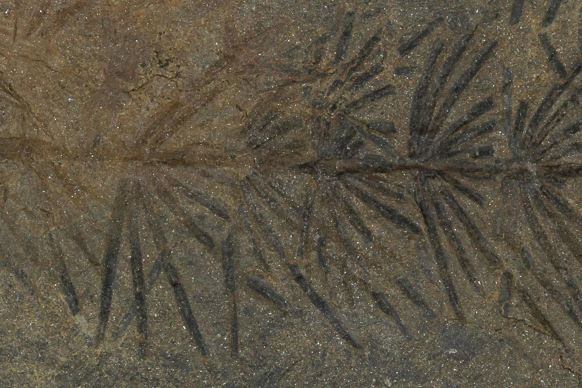 3" Fossil Pennsylvanian Horsetail (Asterophyllites) - France (#114633 ...