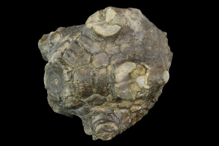 1.2" Fossil Crinoid (Amphoracrinus) - Clitheroe, England (#118945) For ...