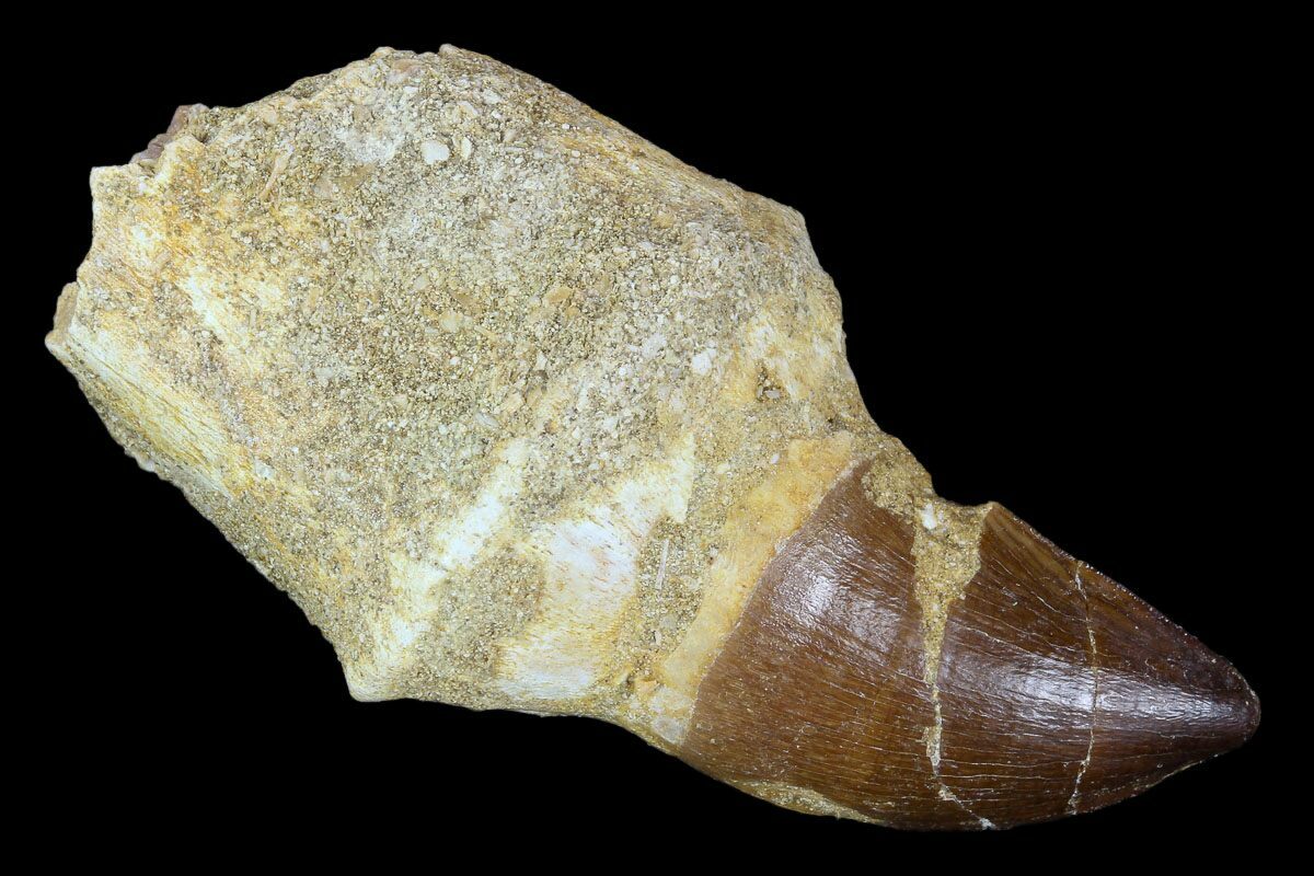 2.9" Fossil Mosasaur (Prognathodon) Tooth - Morocco (#117063) For Sale ...